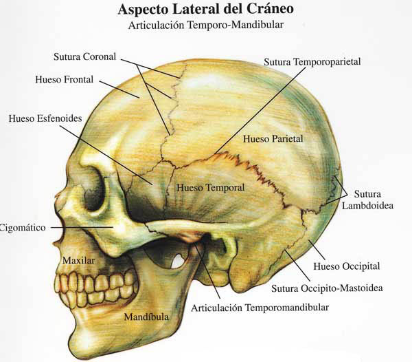 ANATOMIA