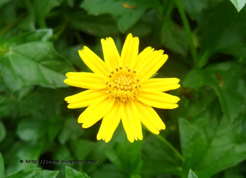 Creeping Daisy - Wedelia trilobata