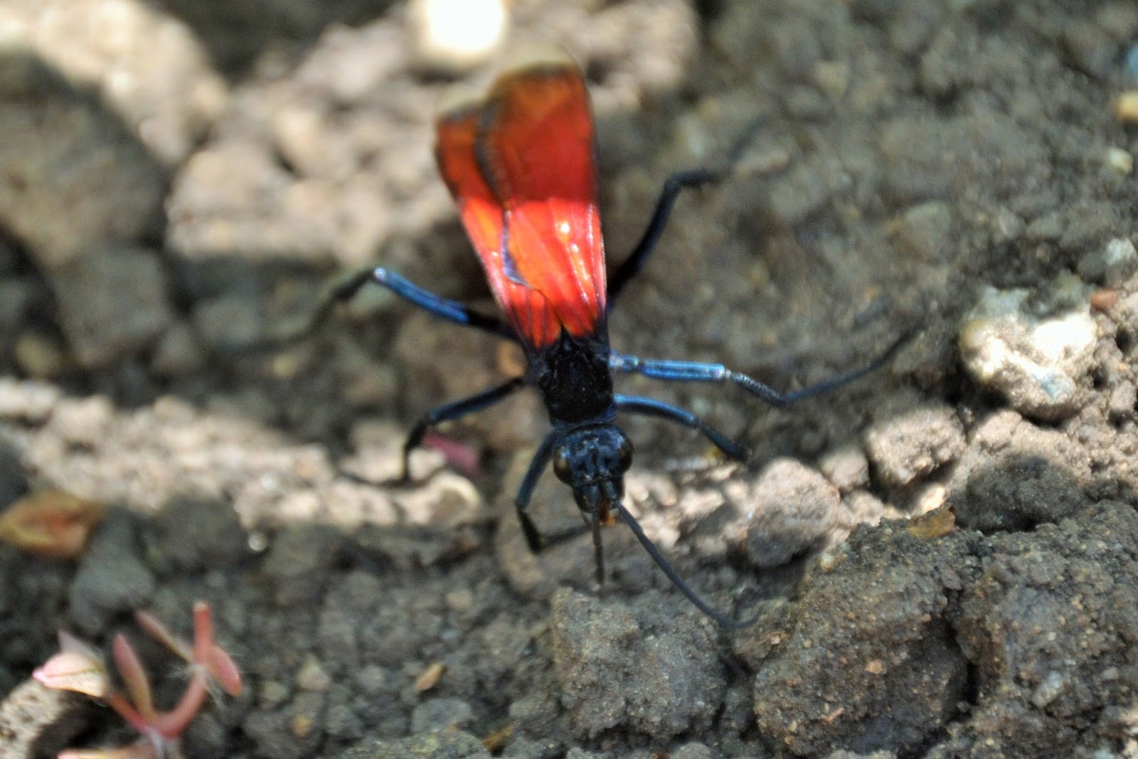 Mata Cacata o Avispa halcón | Fauna Dominicana