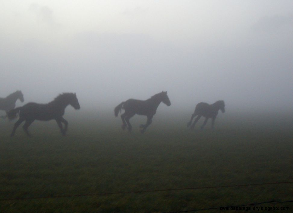Horses In The Mist | Wallpapers Gallery