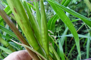 The Perennial Agriculturalist: teosinte seeds on the hoof II