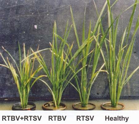 Penyakit Penting pada Tanaman Padi | -Petani TOP-