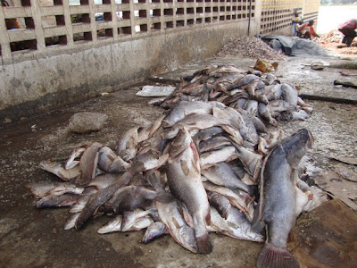 Unique Entertainment Blog: SOKO LA SAMAKI MWALONI JIJINI MWANZA