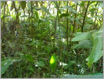 Tanak Wagu om Koposion : :: TUHAU