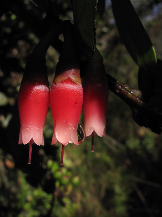 Biodiversidad y Conservación: Una guía para restaurar los ecosistemas ...