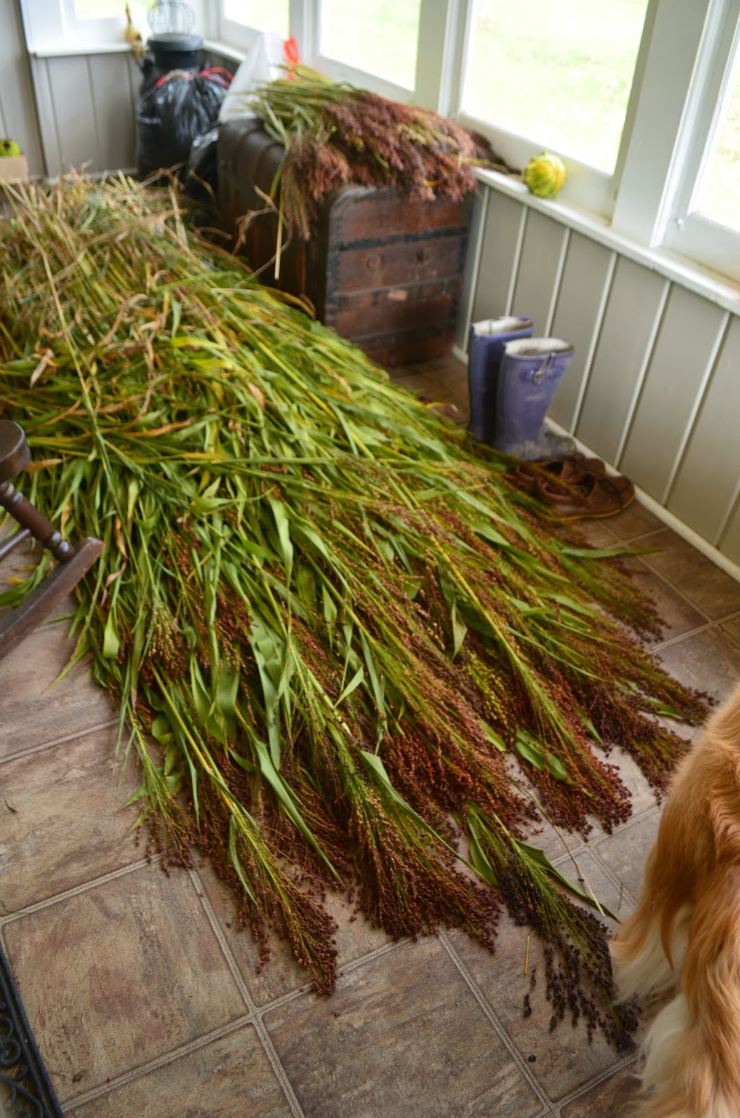 Iron Oak Farm: Harvesting Broom Corn