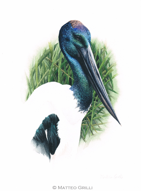 Matteo Grilli Wildlife Art: Portrait of a Jabiru - part two