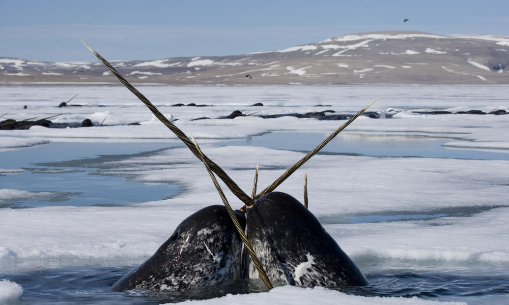 Narwhal The Unicorn Of The Sea Earth Blog narwhal-the-unicorn-of-the-sea-earth-blog