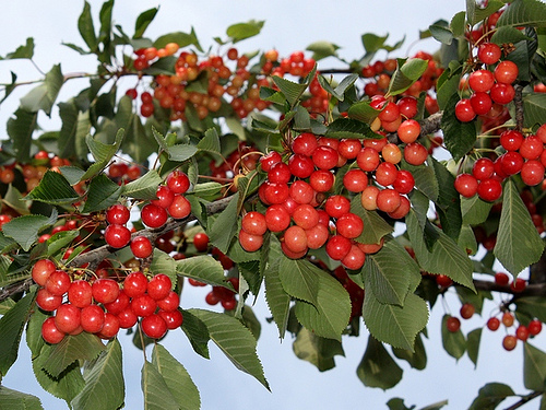 DIÁRIO COM A NATUREZA: 20 DE JUNHO - CEREJEIRA - CEREJA - FRUTA - FLOR ...