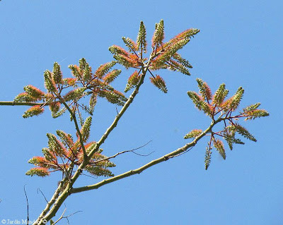 Future is written in green: Acrocarpus fraxinifolius, a tree for the future