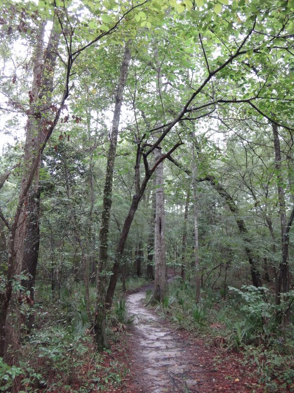 States of Immersion - A Florida Cave Diving Adventure: Madison Blue