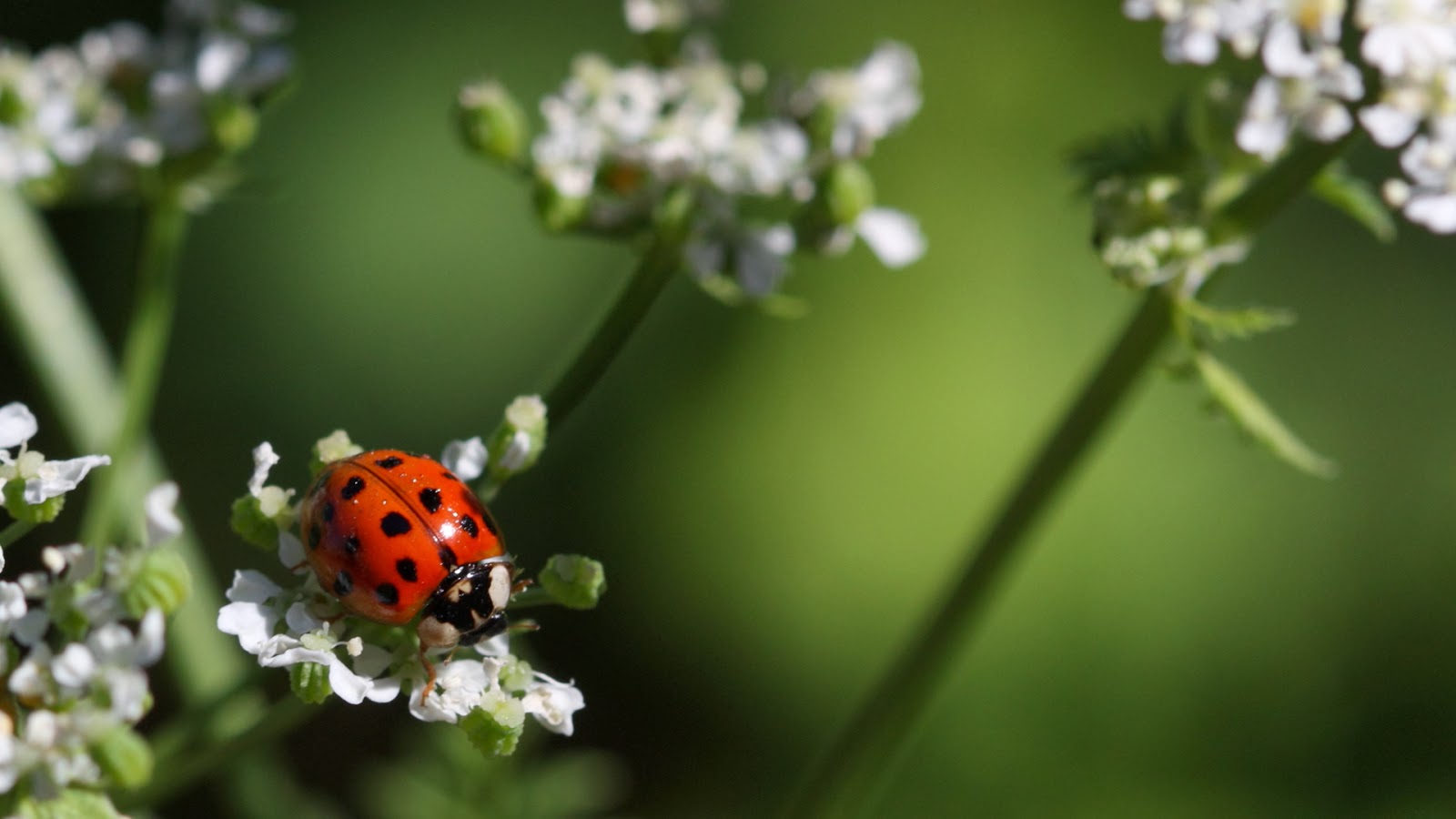Ladybug