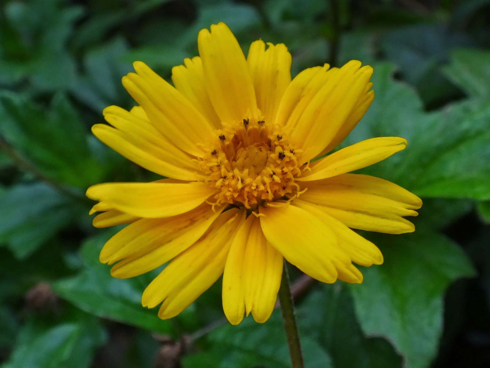 Uma flor por dia: Vedélia