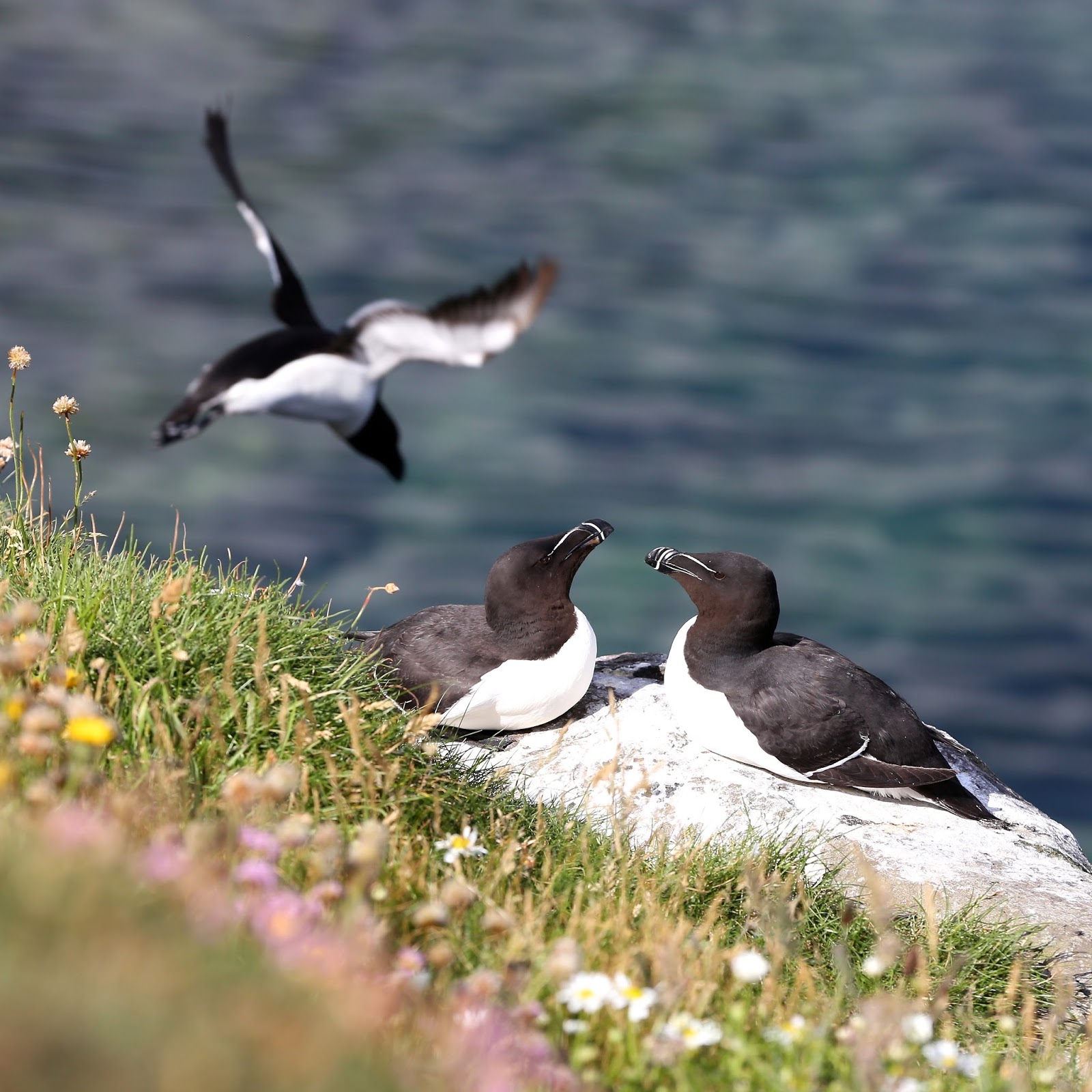 TrogTrogBlog: Bird of the week - Razorbill