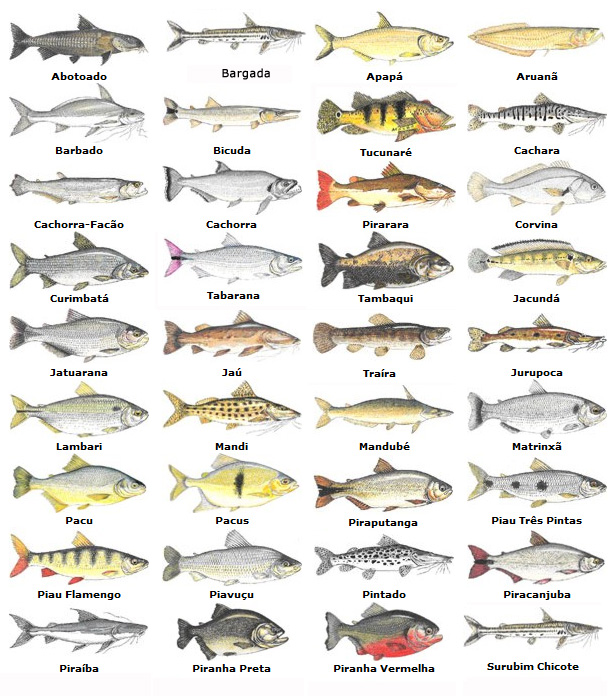 Conexão Pesca: Peixes de água doce no Brasil!