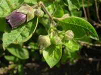 Olodumare: Hierbas de Obatalá