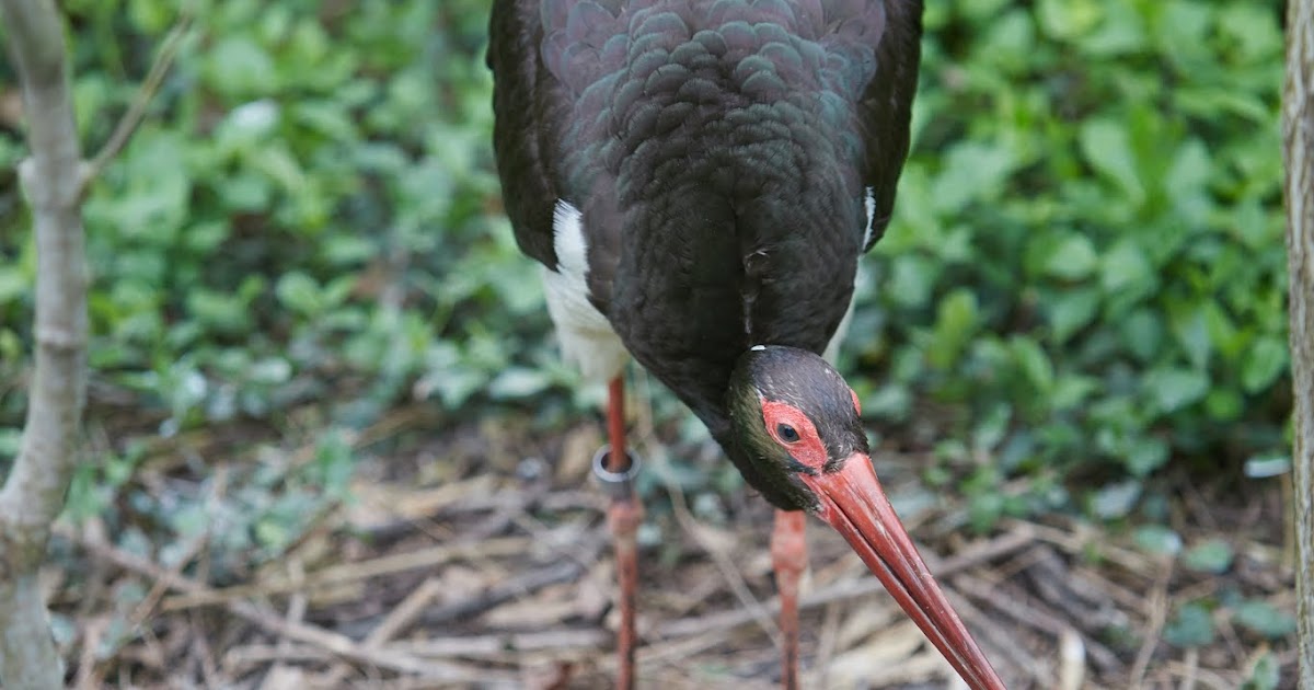 RWP Wildlife: Random Birds