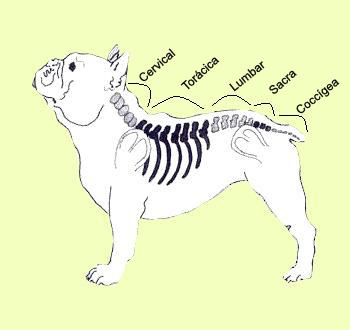 Un Lugar Para Descubrir: Los Animales