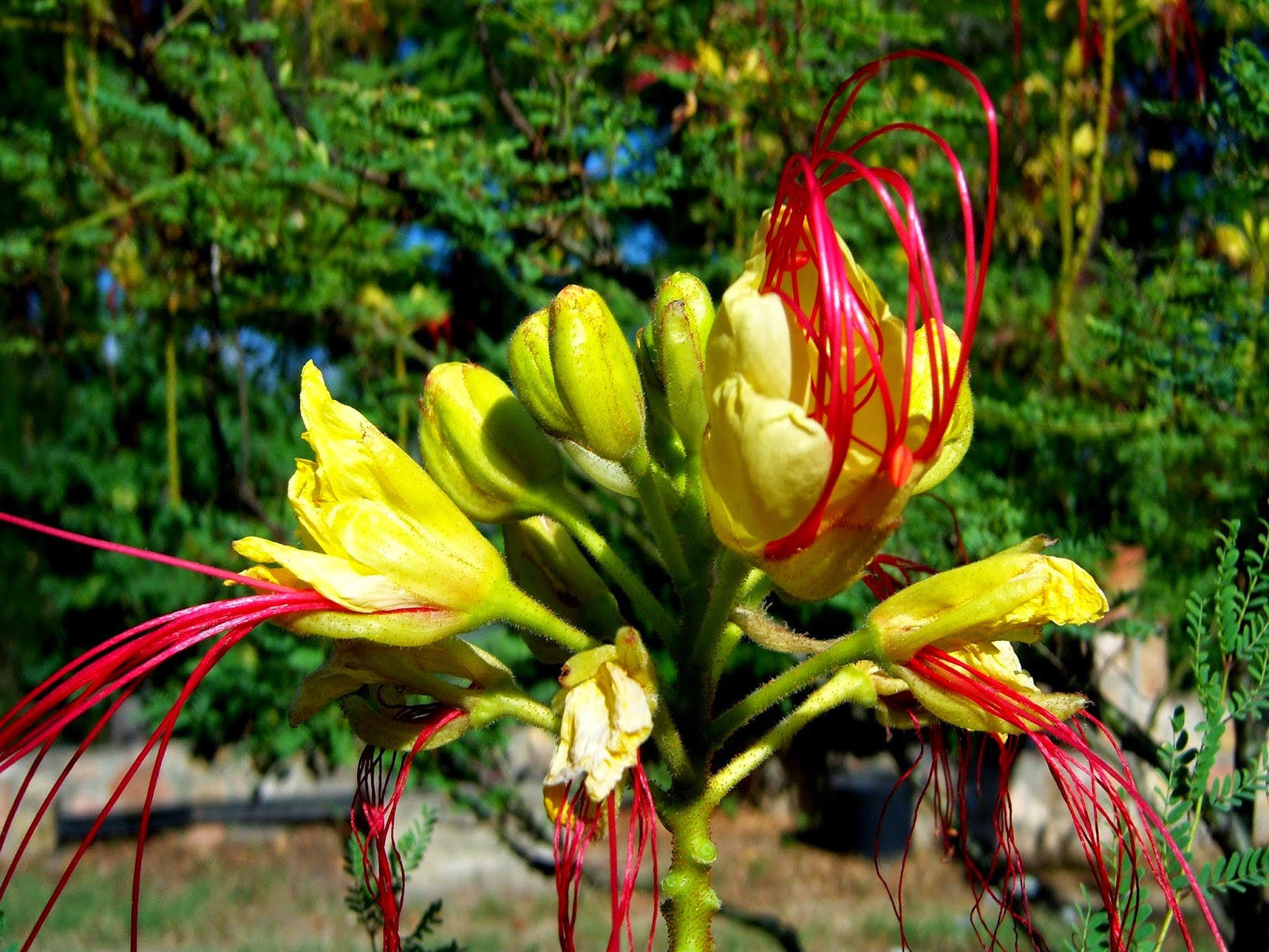 CAESALPINIA, BARBA DE CHIVO - BOTÀNIC SERRAT