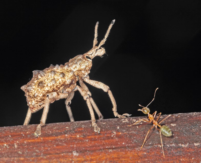 BunyipCo: October 2013