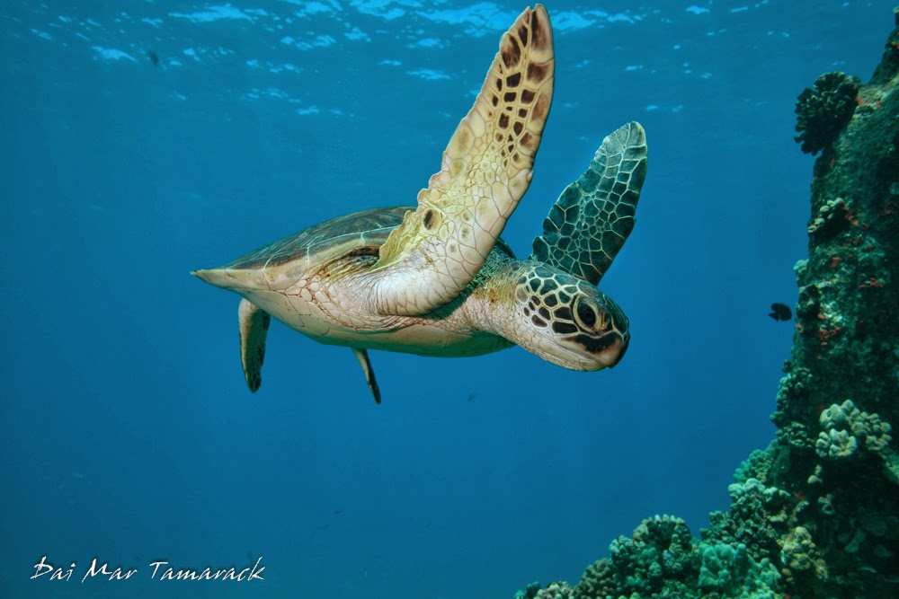 Maui Sea Turtles