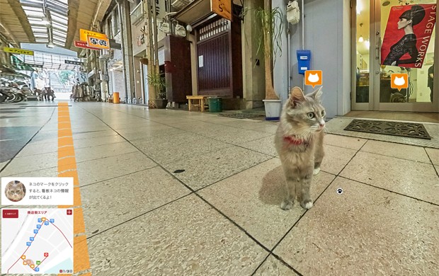 Animais&Companhia: Cat Street View – Como é o Google Maps visto pelos ...