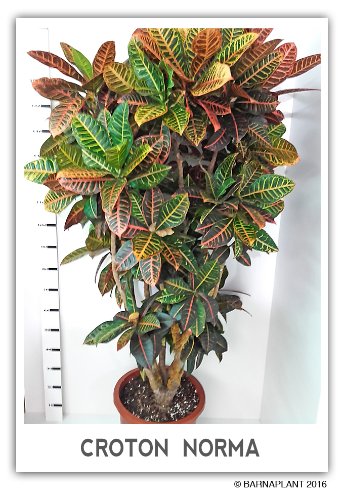 Barnaplant News: octubre 2016