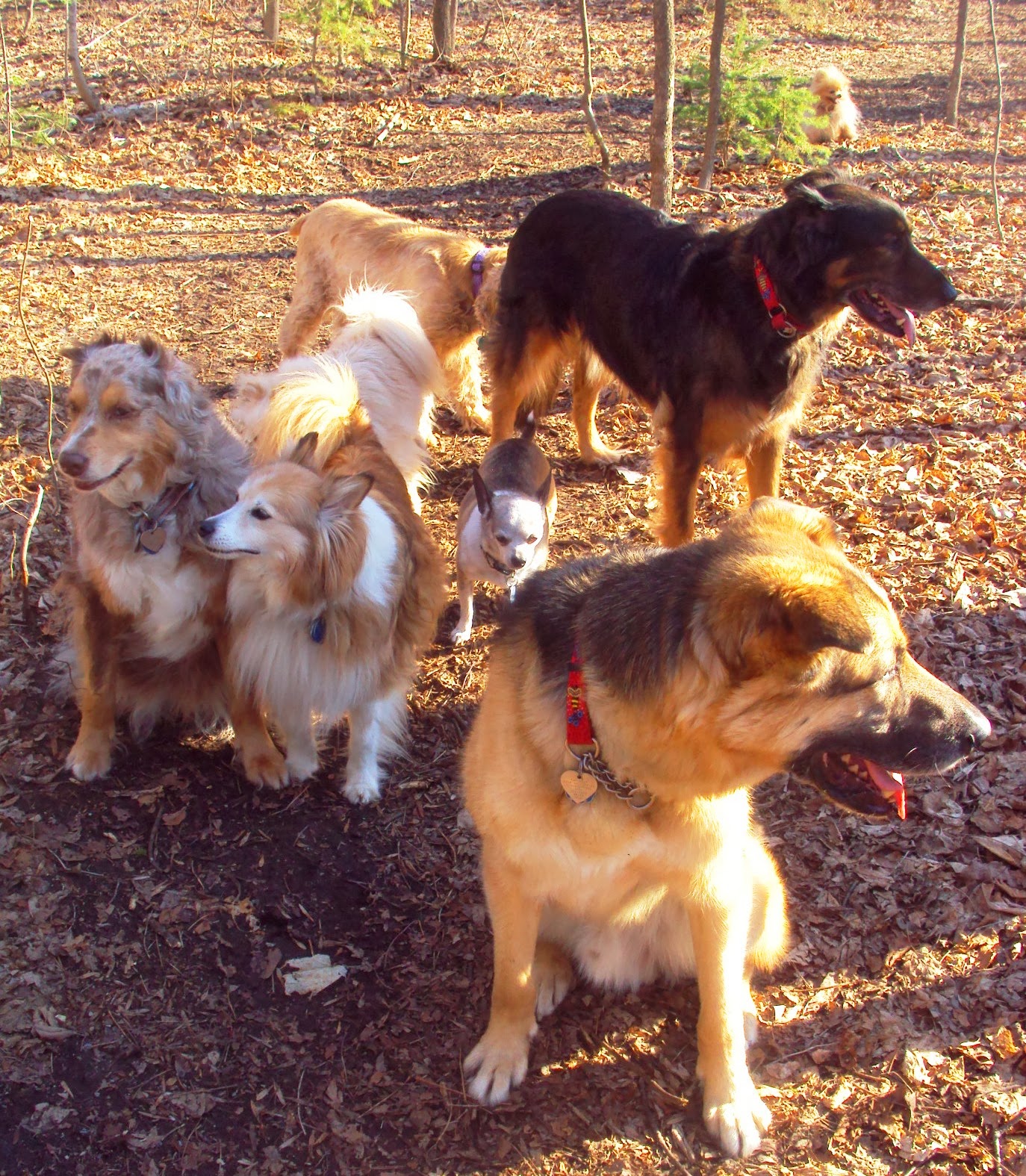 Dog Training Puppy Training Behaviour Modification Rehabilitation dog-training-puppy-training-behaviour-modification-rehabilitation