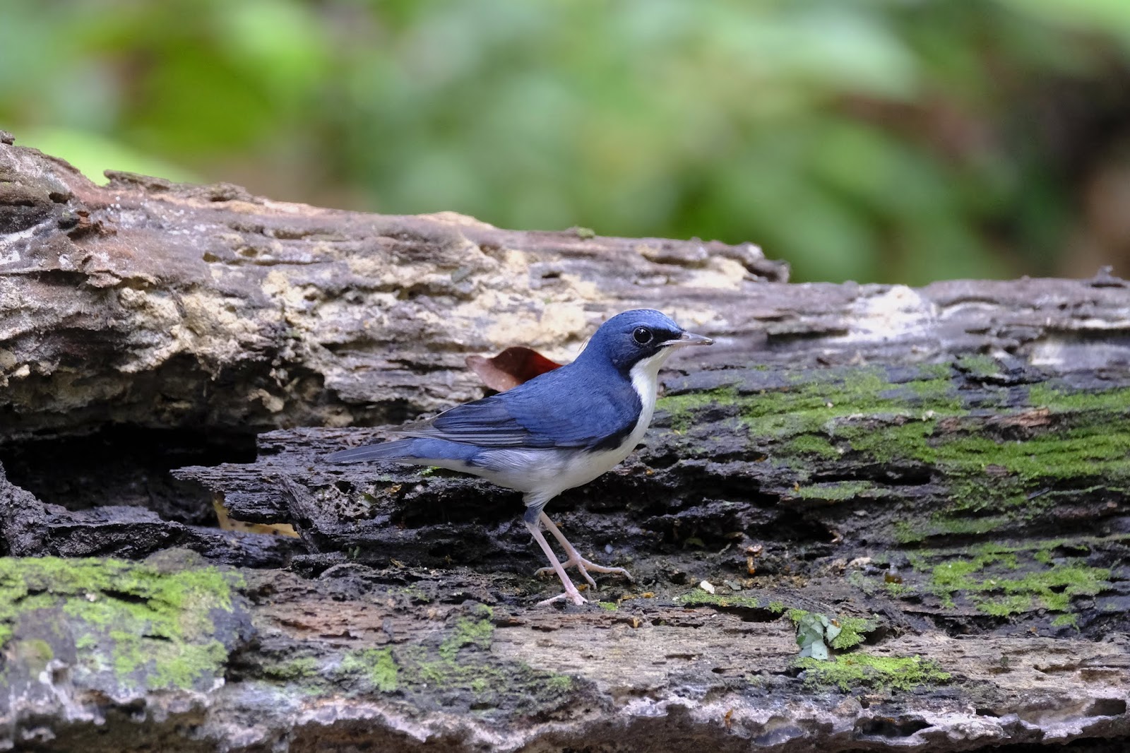 Mike is the name Birding is the game ( Birding in Malaysia - Malaysian ...