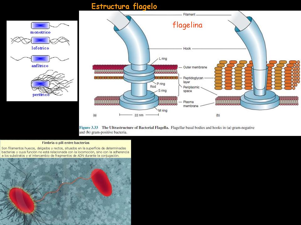 ...y la vida evolucionó: BACTERIAS-10/11-Flagelos, fimbrias, pili sexual