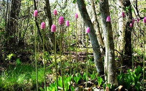 the prowling Bee: To him who keeps an Orchis' heart