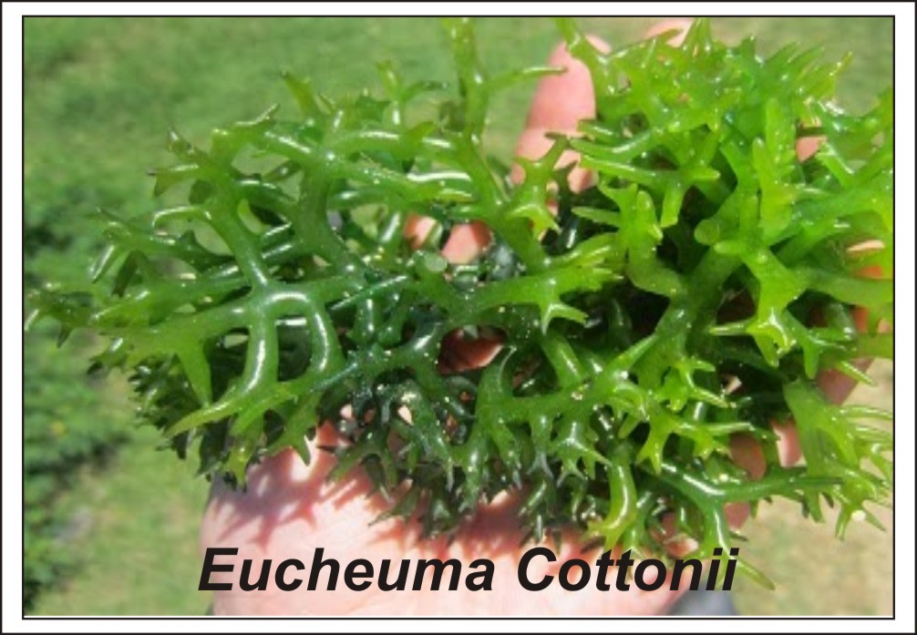 Budidaya Rumput Laut