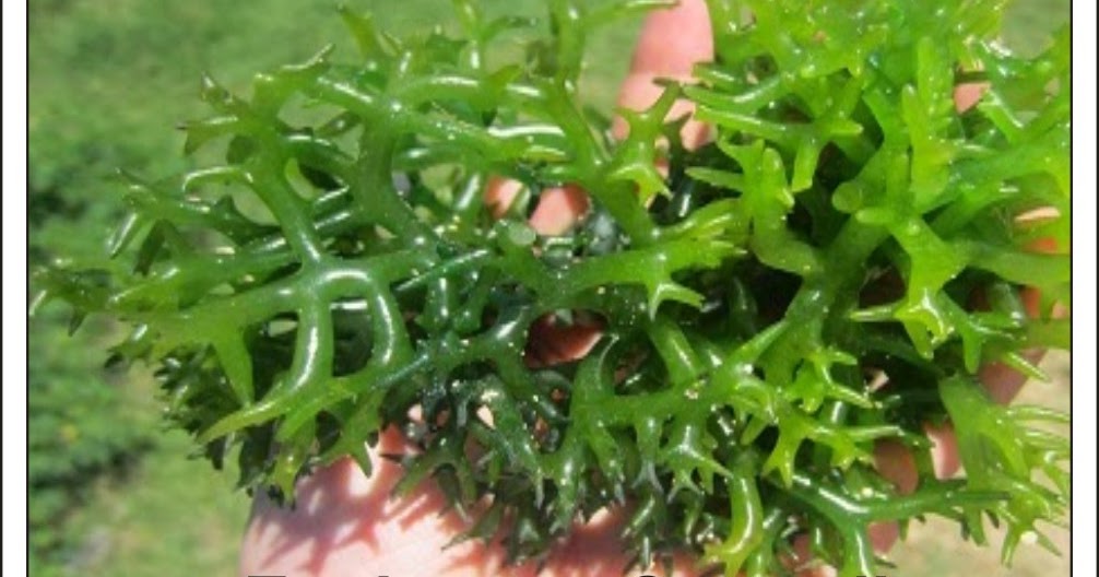 Rumput Laut Yang Dibudidayakan di Indonesia - Lalaukan