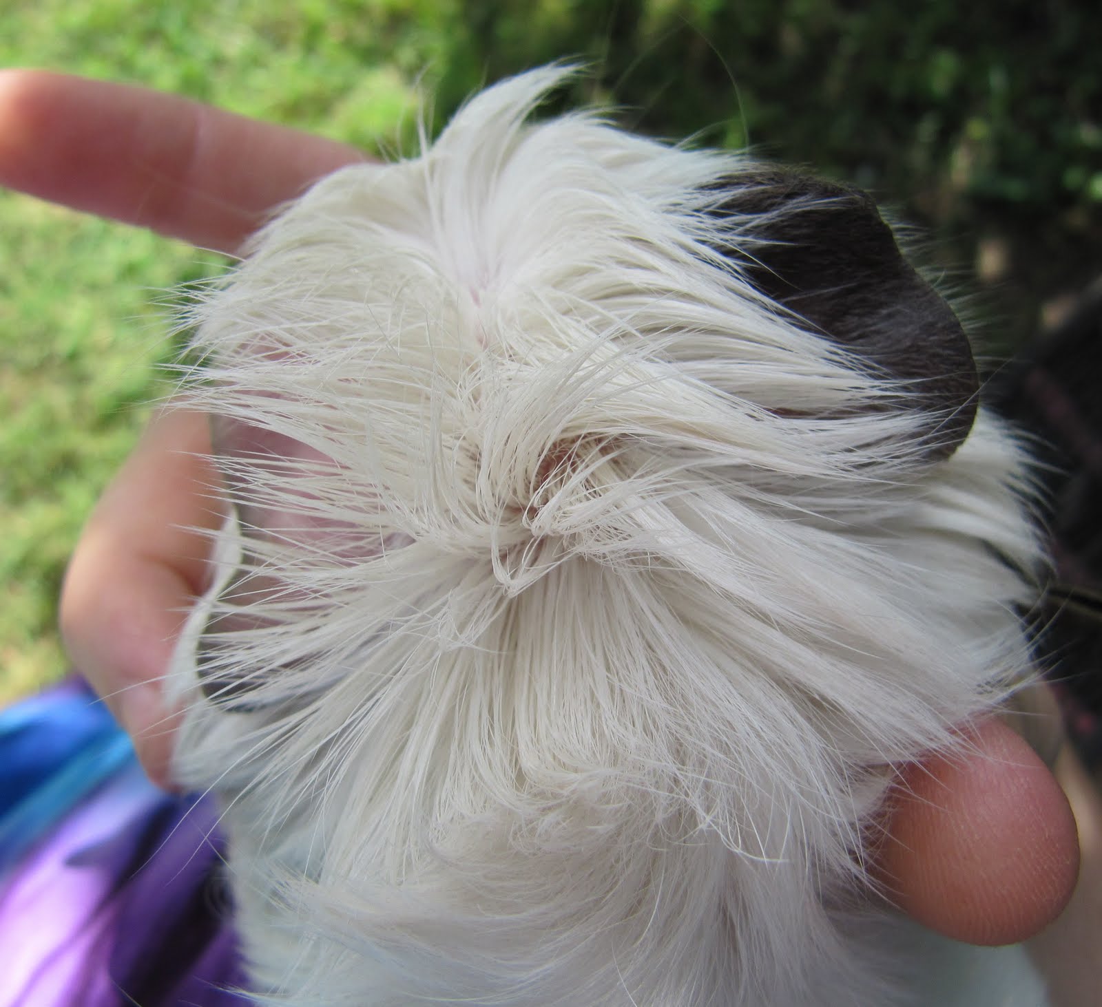 All Things Guinea Pig: Beenie and the ear fungus!