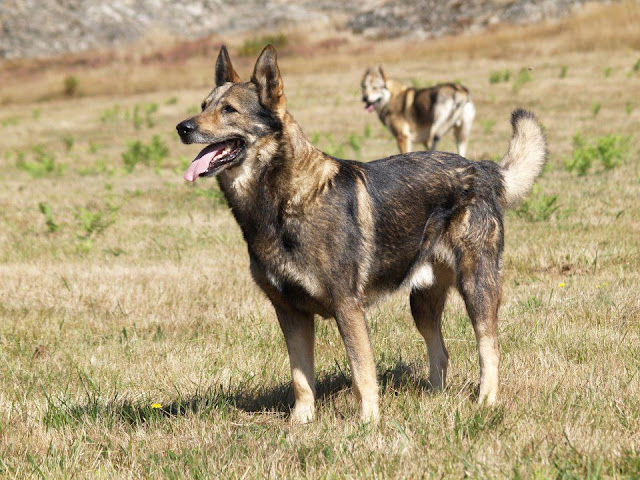 Molosos y Perros de Presa: ¿Qué hay detrás de la pretendida raza Perro ...