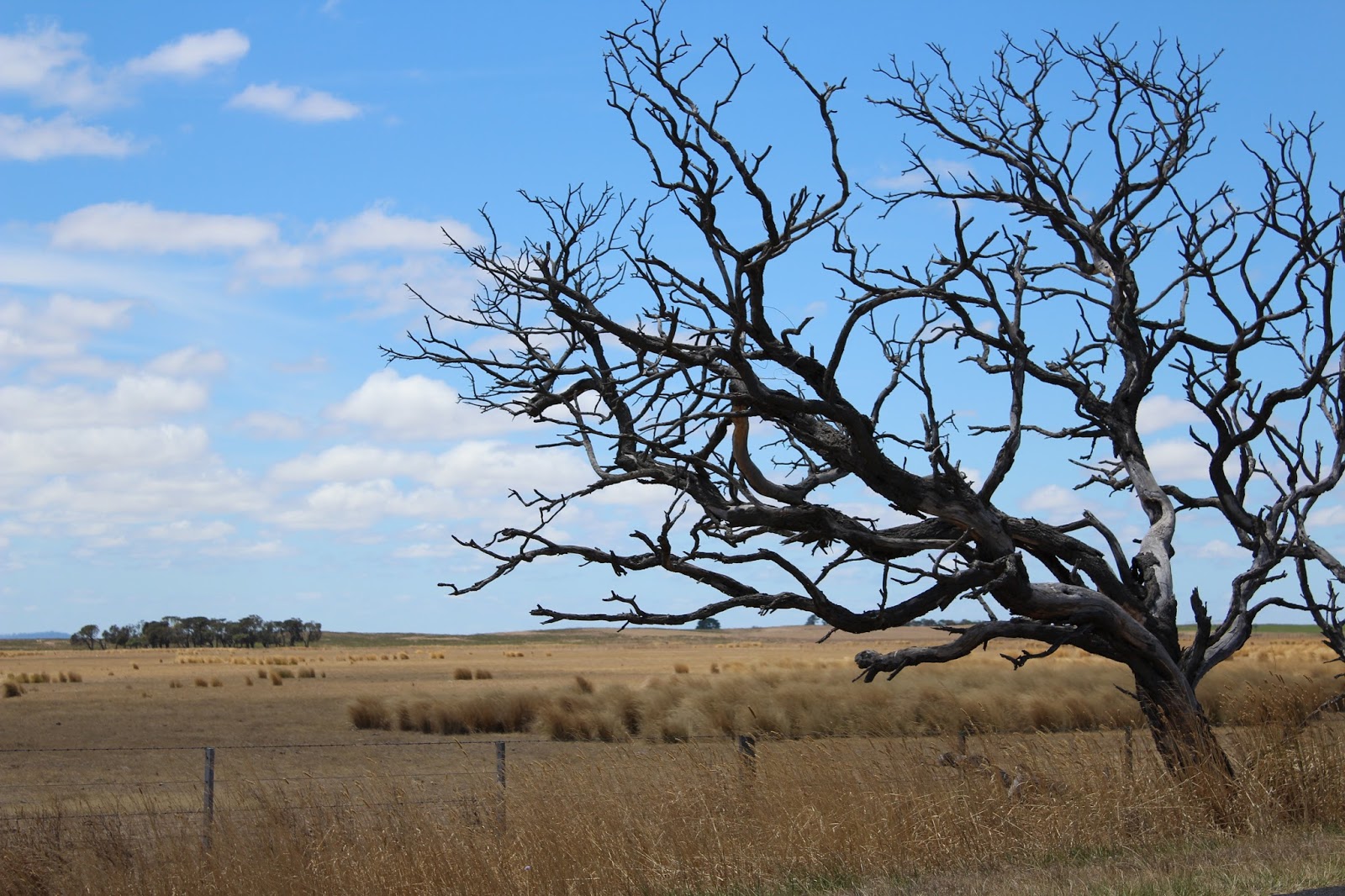 One Mother Hen: The dry landscape of Summer