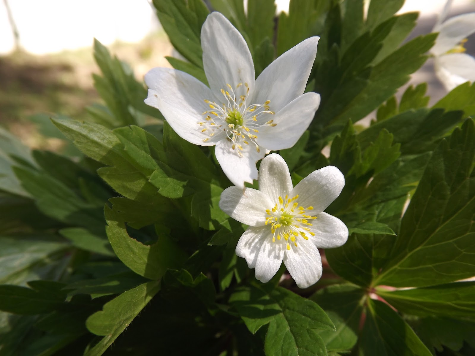 Cazare Craiova Regim Hotelier, Pensiuni, Hoteluri, Apartamente: O ...