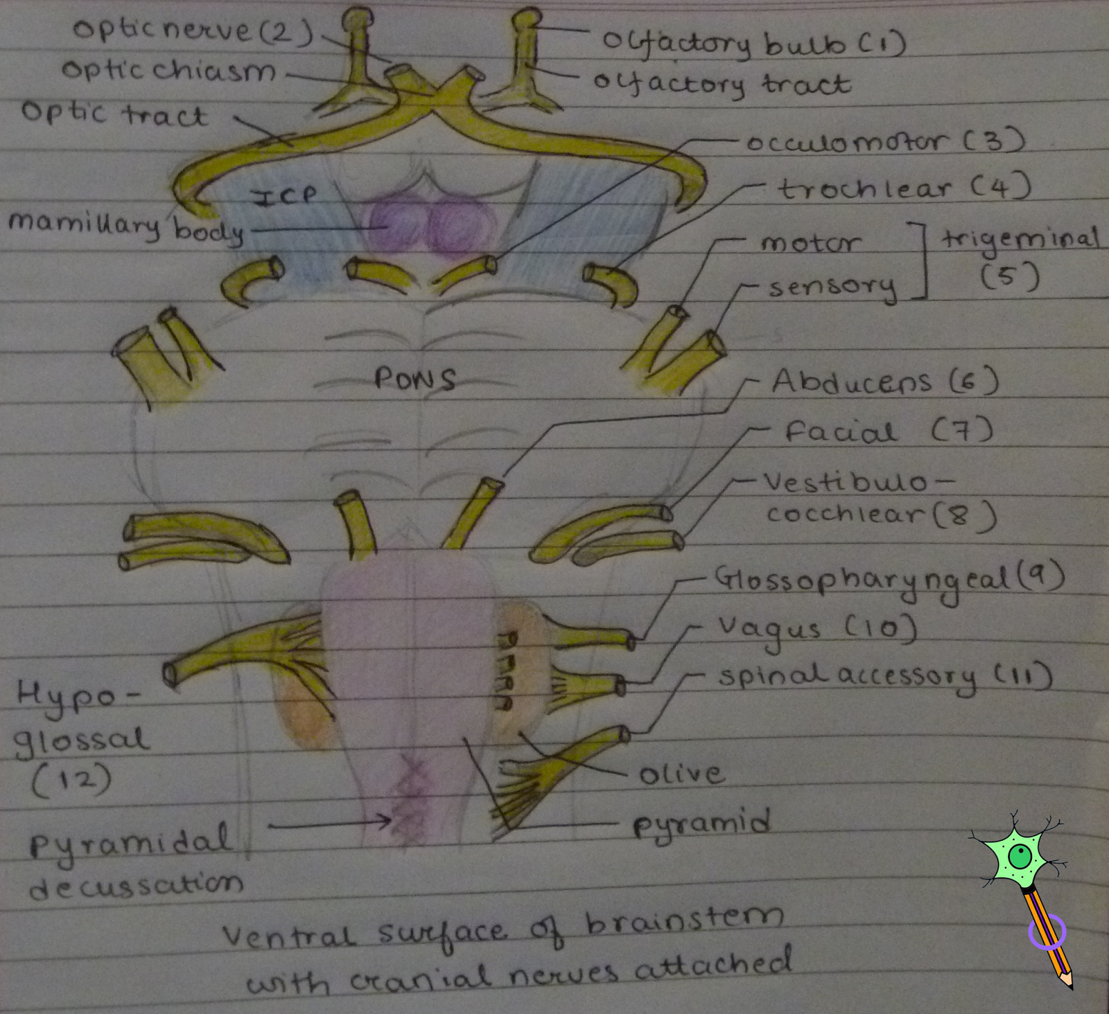 Brainstem Cranial Nerves Model