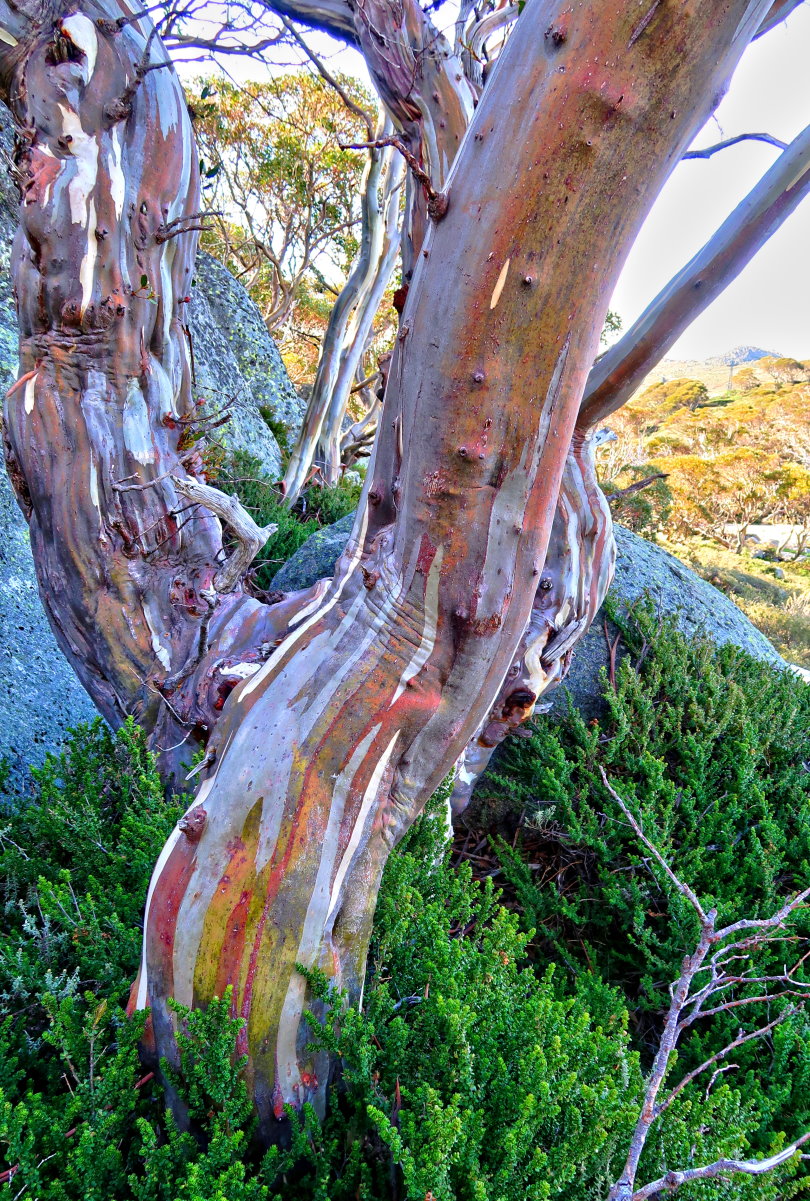 Mountains: Snow Gums Boardwalk, Kosciuszko Nat Pk, NSW, Australia