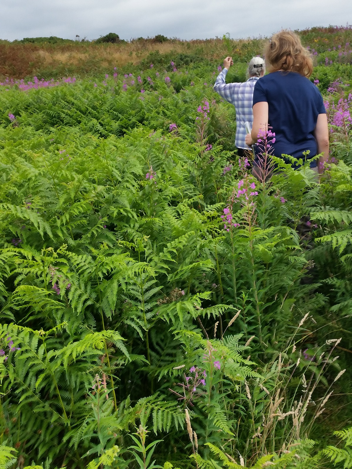 Fern identification in Wales
