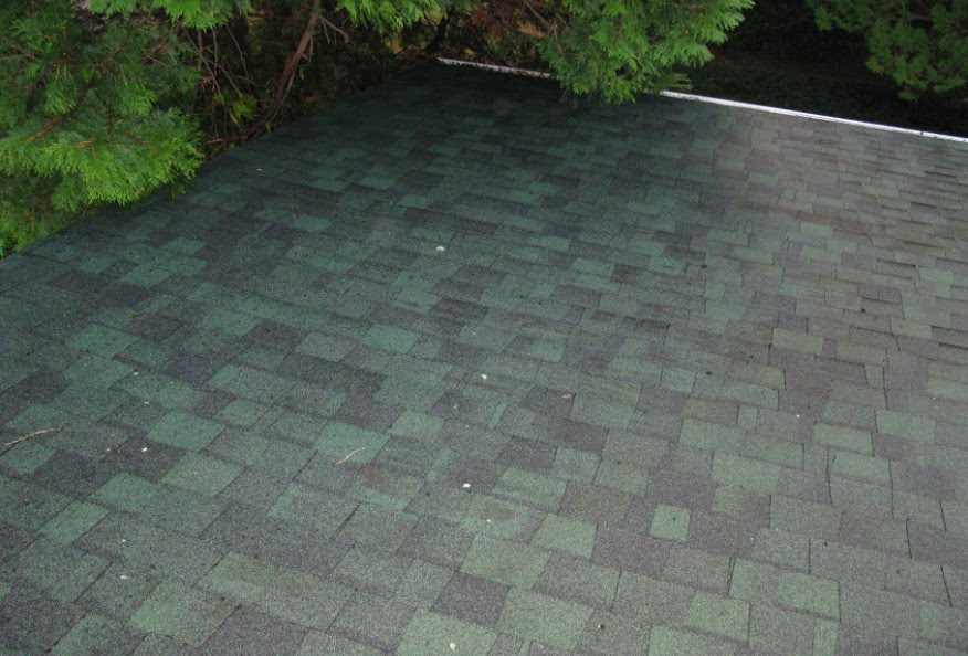 Highline Carpentry: Roof Mildew Removal