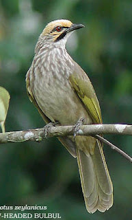 Pencinta Burung Berkicau: BURUNG CUCAK ROWO