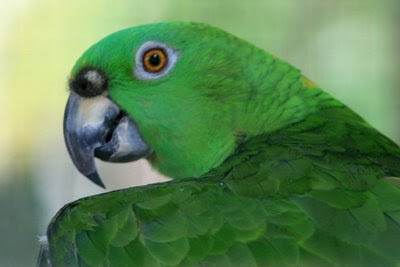 Top 10 Odd Colored Beautiful Parrots