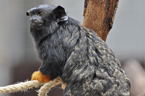 Red-handed Tamarin - True Wildlife Creatures