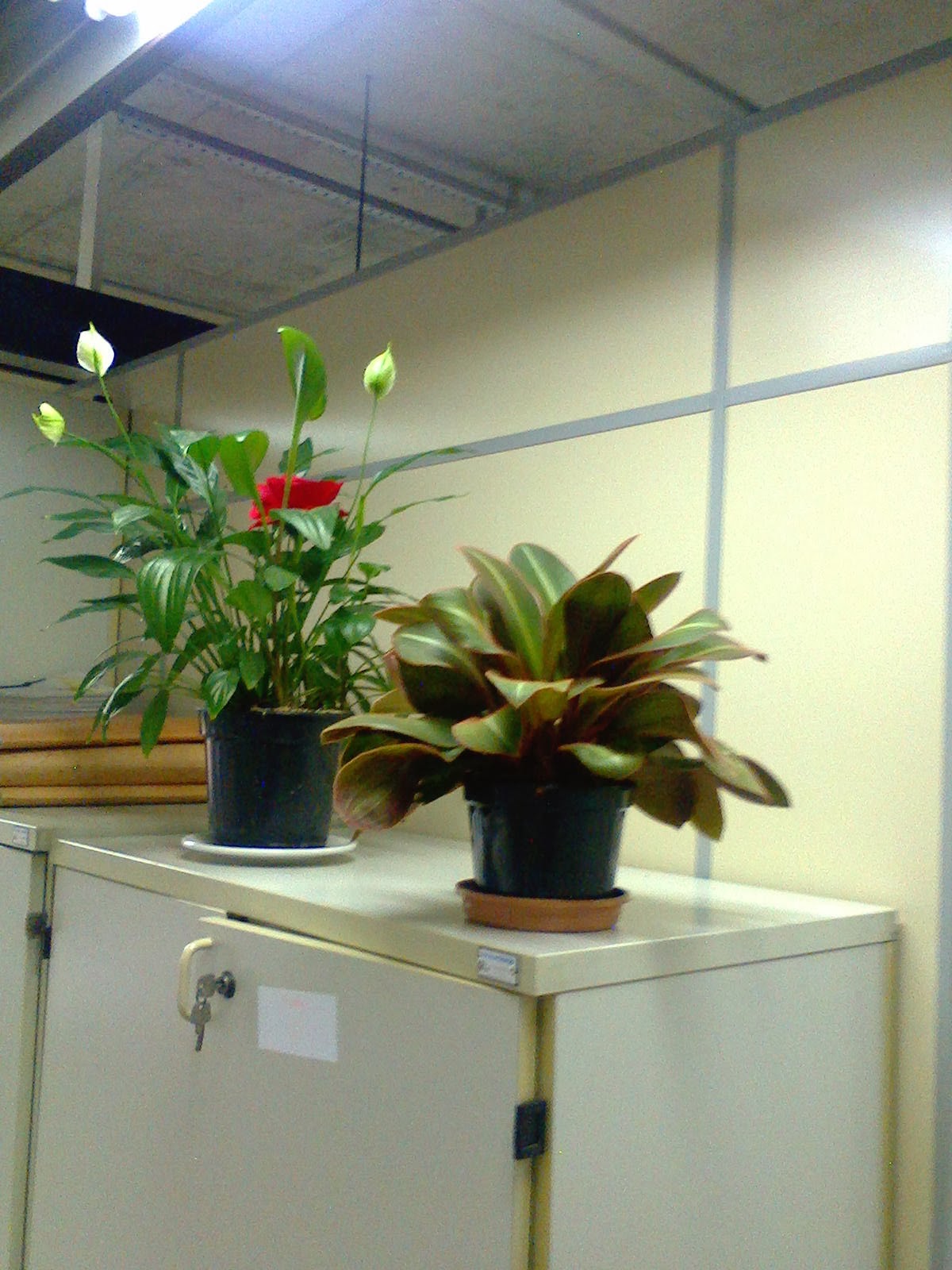 Perfil da Planta - Orquídeas, Histórias e Plantas Notáveis: Siderasis ...