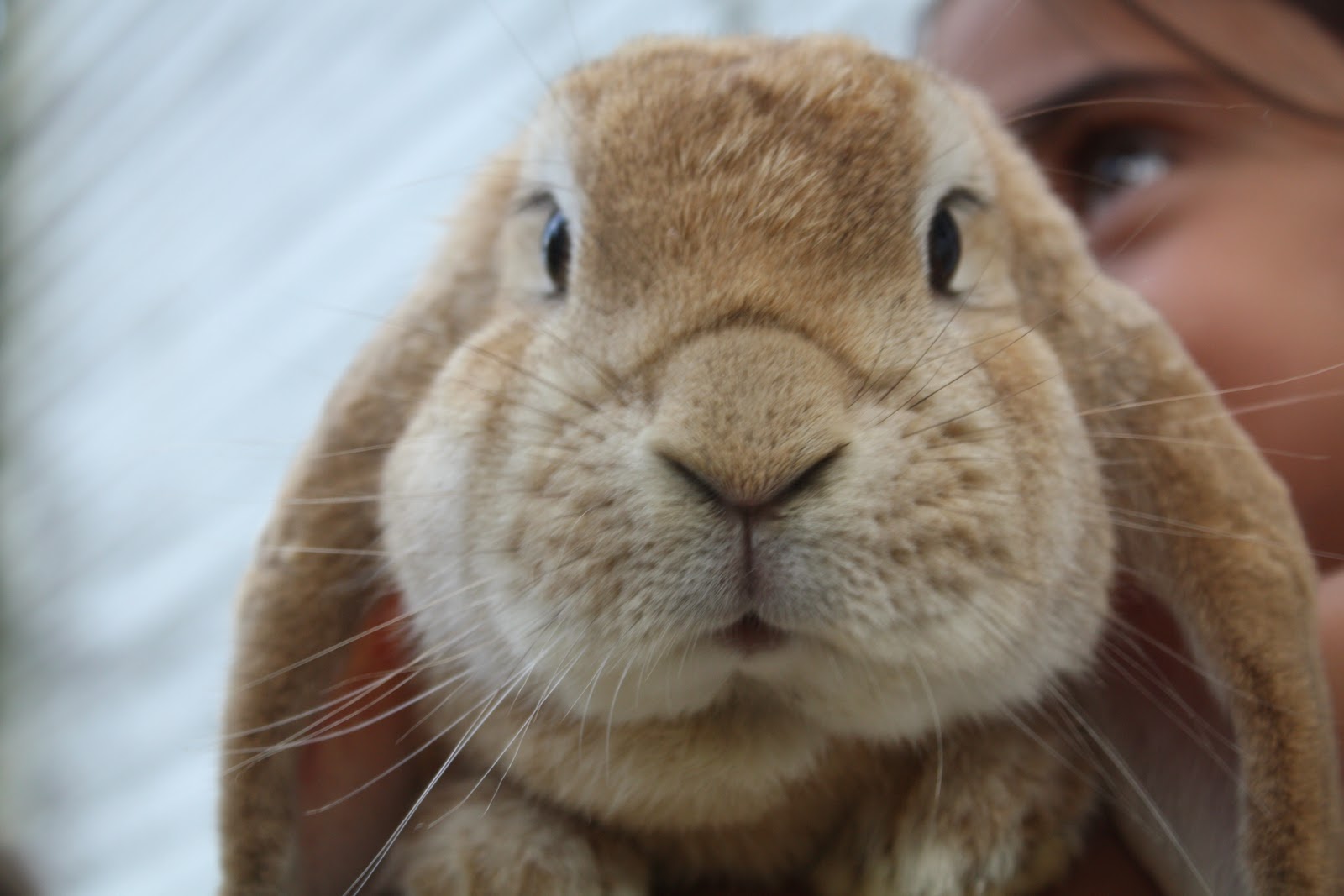 BYE BYE BUNNY – The Runaway Bunny and We say Goodbye to Peaches The ...