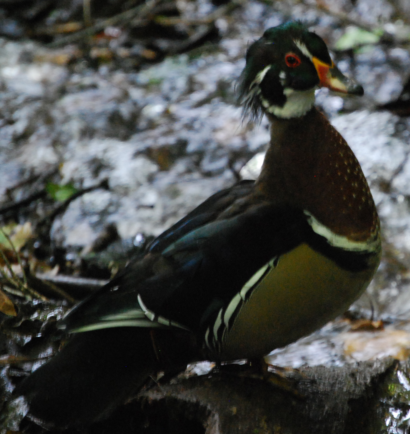 Footloose with Diana: Birds of Eden - ducks