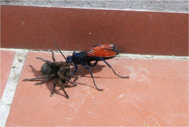 The Tarantula Hawk Wasp - Ruthless ‘Raptor’ of the Insect World | The ...