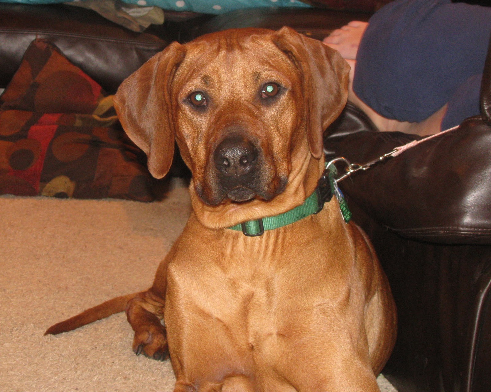 MR Ridgebacks: Our Ridgeback Family