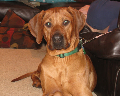 MR Ridgebacks: Our Ridgeback Family